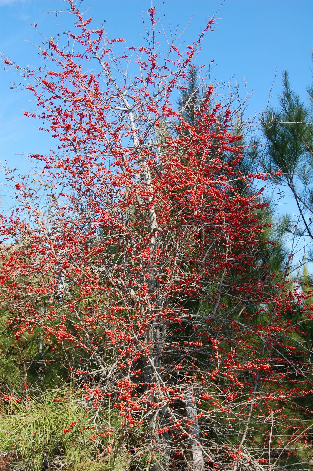 Brenda's "Texas Wild" Garden: Possumhaw Holly