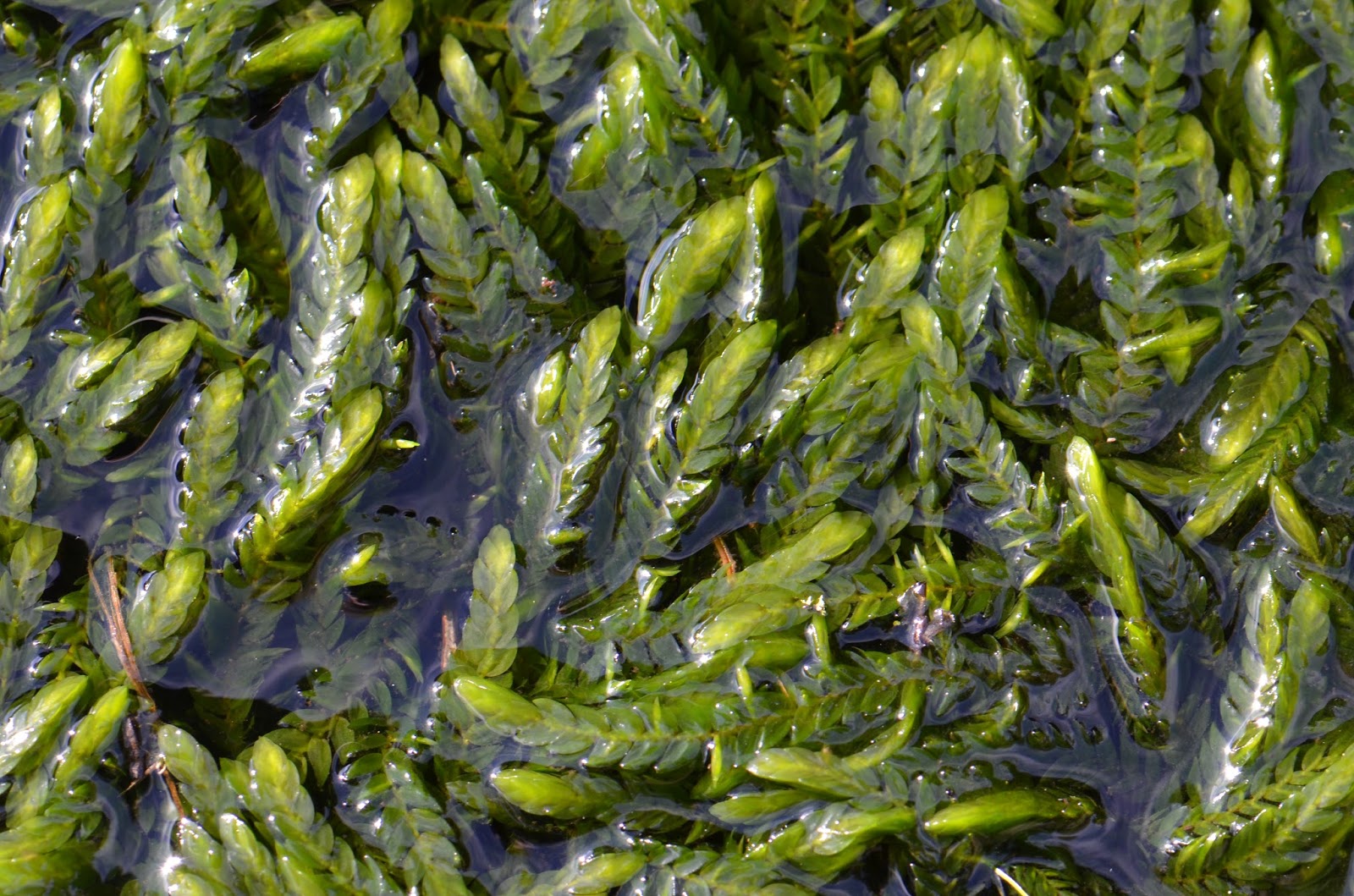 Variety of Life: Fontinalaceae