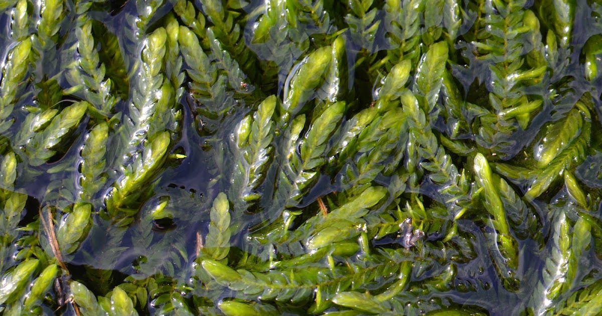 Variety of Life: Fontinalaceae