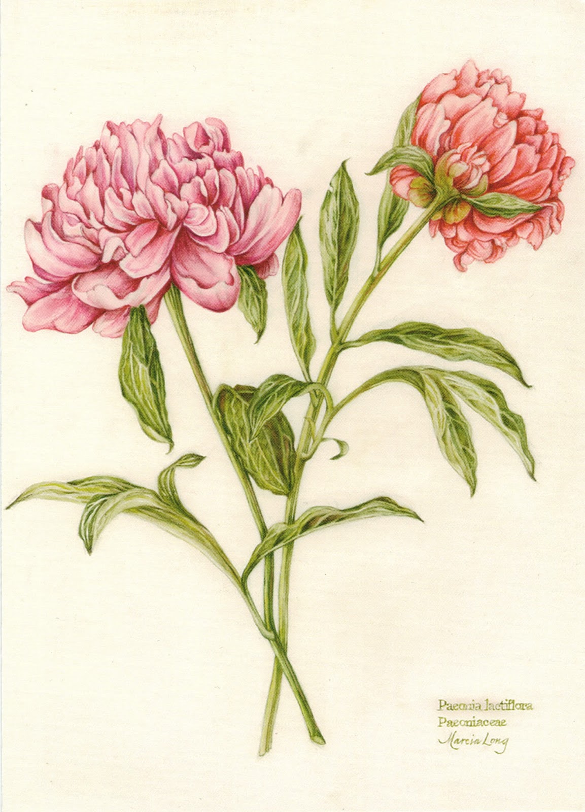 Botanical Illustration Peony