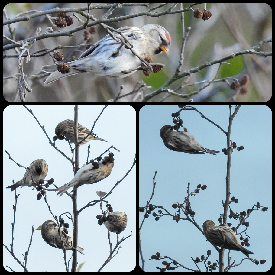 Another Rewarding Birding Day |Blissful Solitary Wanderings