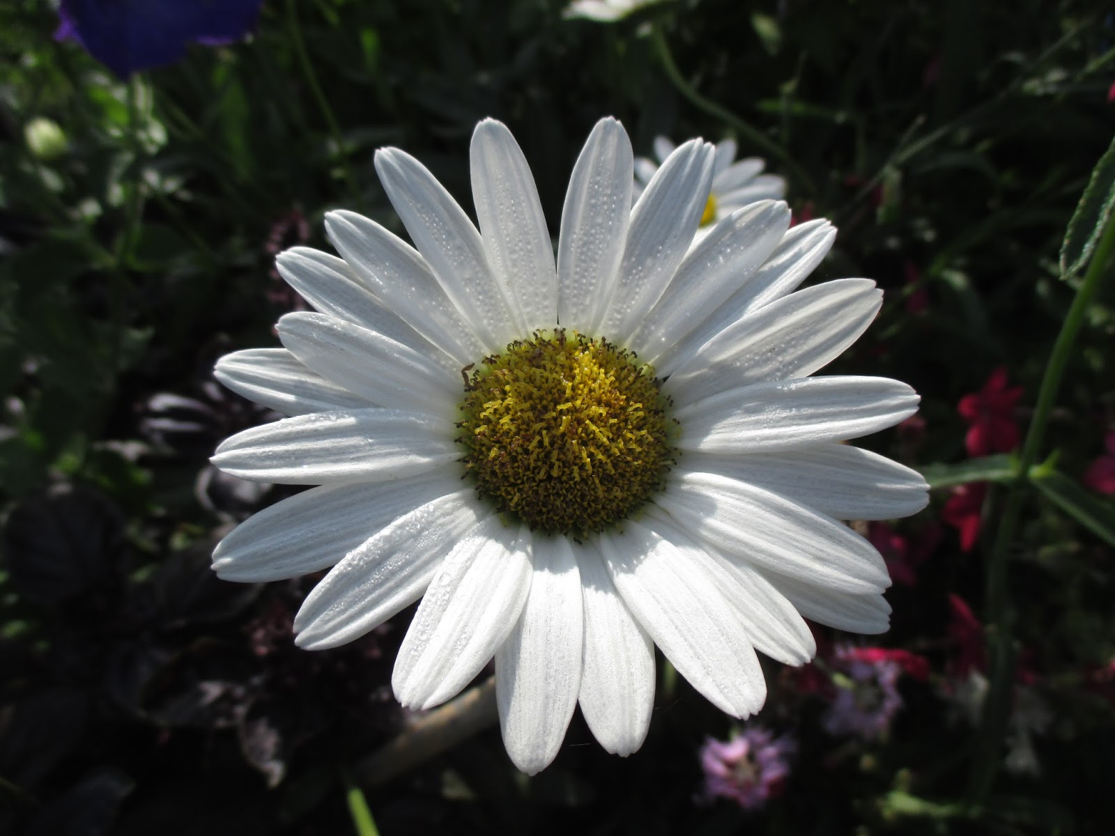 Rotary Botanical Gardens - Hort Blog: Fun In The Sun