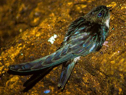 Glossy swiftlet | Birds of India | Bird World