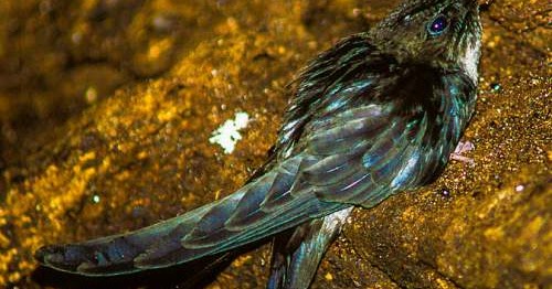 Glossy swiftlet | Birds of India | Bird World
