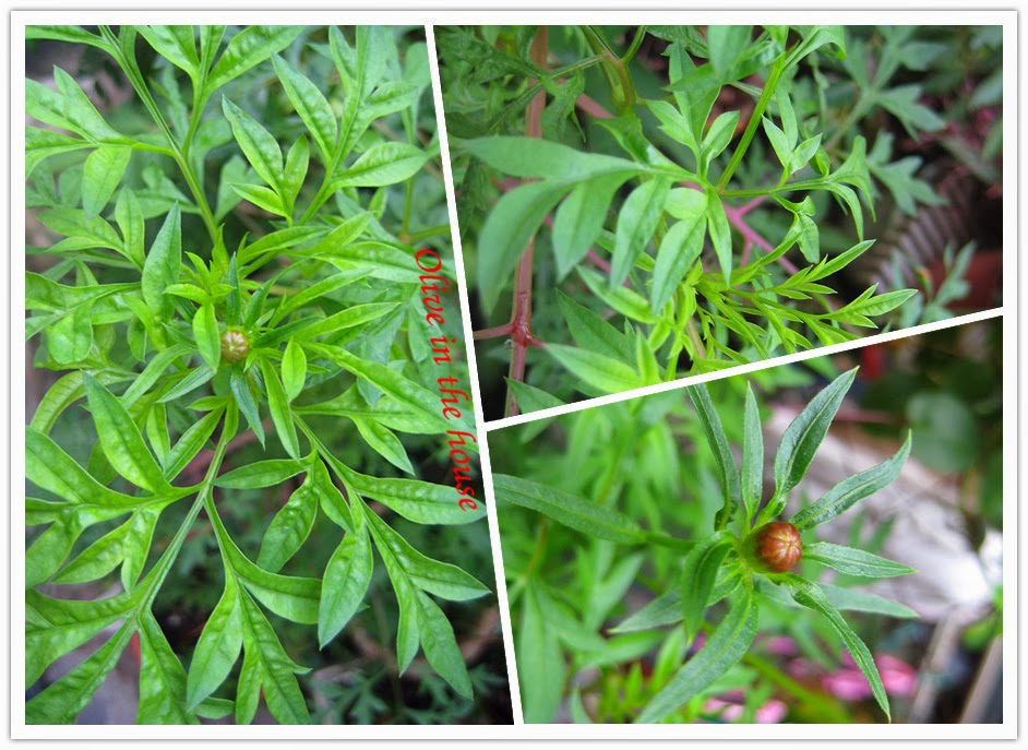 Olive in the house: Home-Grown Ulam Raja Seeds For Sale