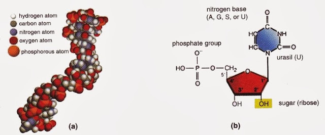RNA Structure And RNA Type - New Science Biology