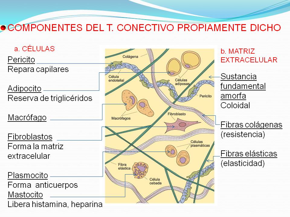 Biologìa: tejido conectivo