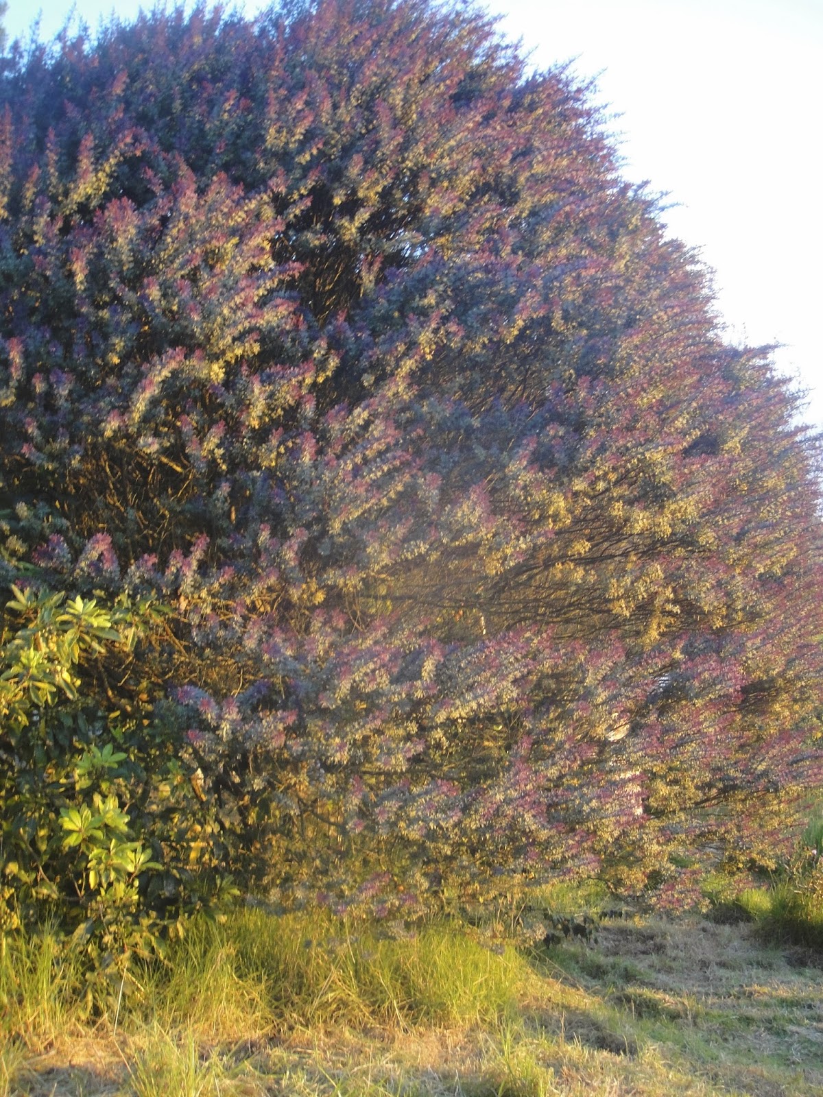 Backtoeden: Acacia Morada