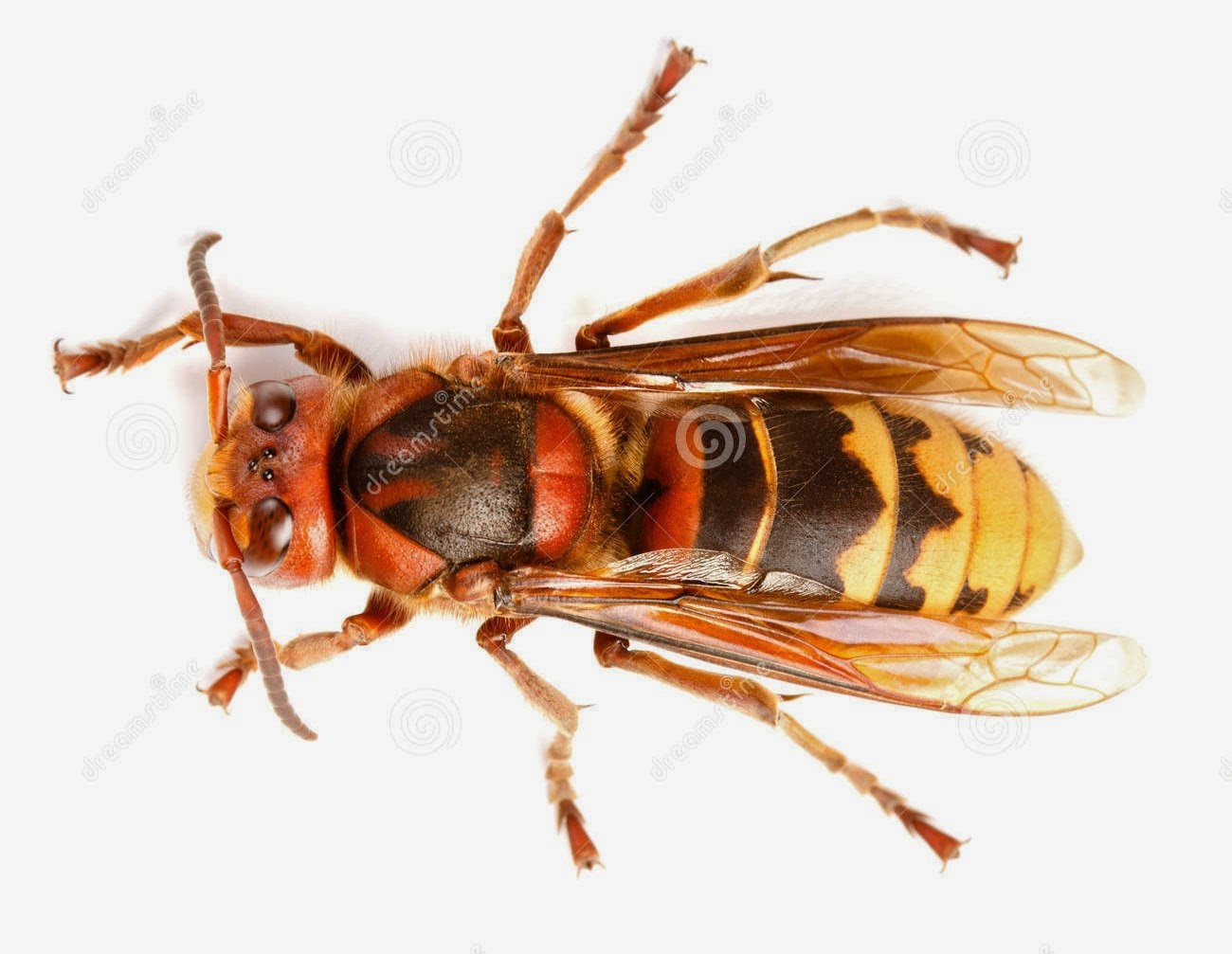 Spesial 41+ Gambar Kartun Lebah Madu