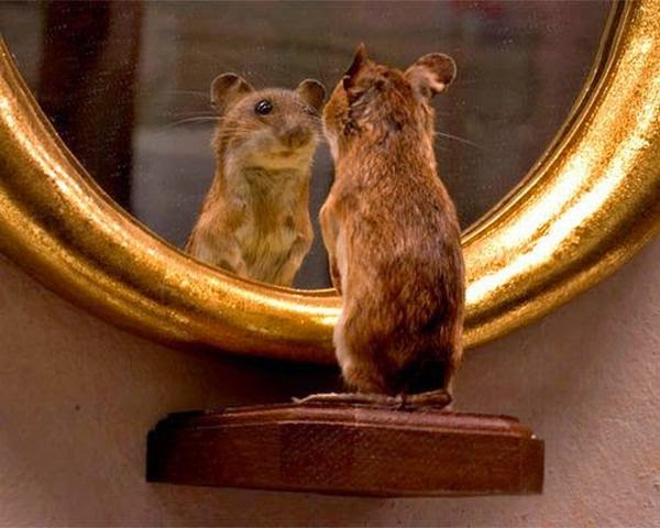 Sciencuriosities: ¿Se reconocen los animales ante el espejo?