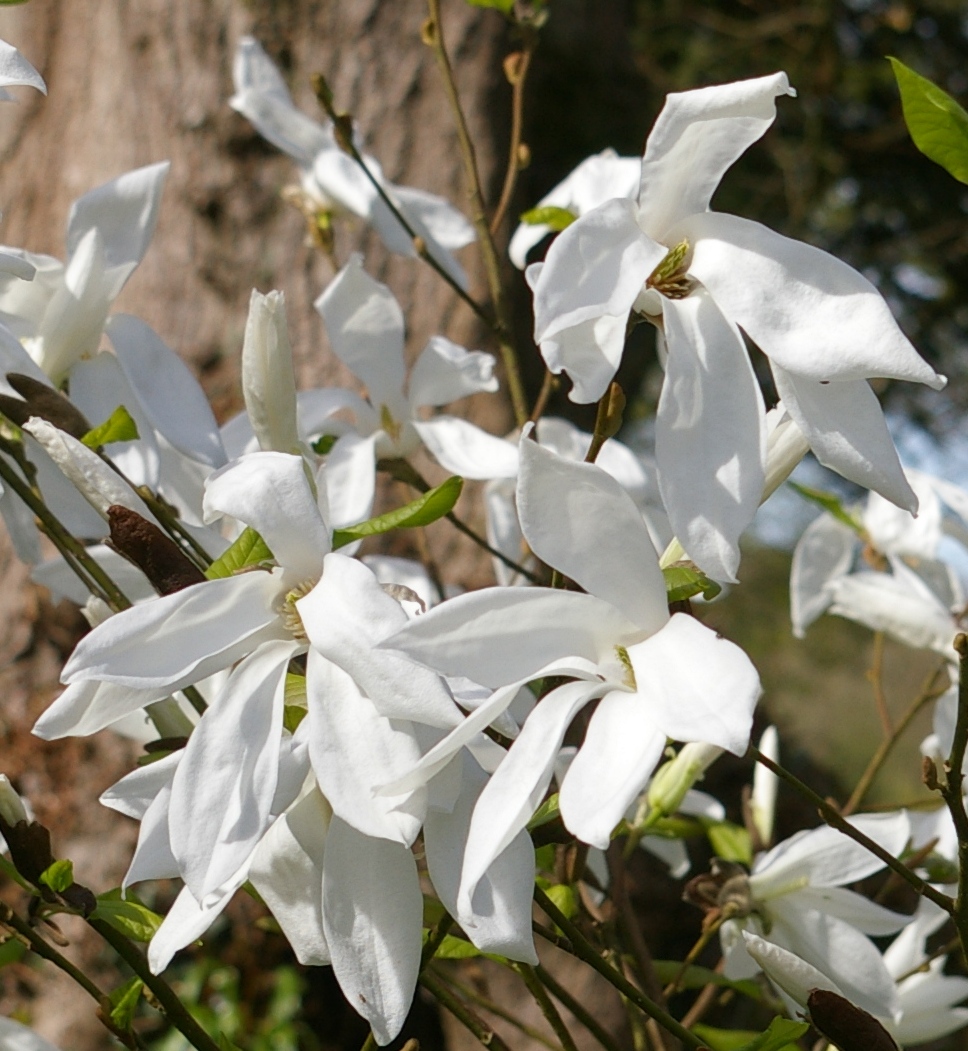 John Grimshaw's Garden Diary: Magnolia season and memories of Wada