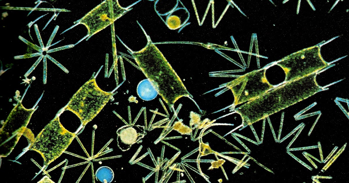 Ekologi Plankton: Ekologi Plankton