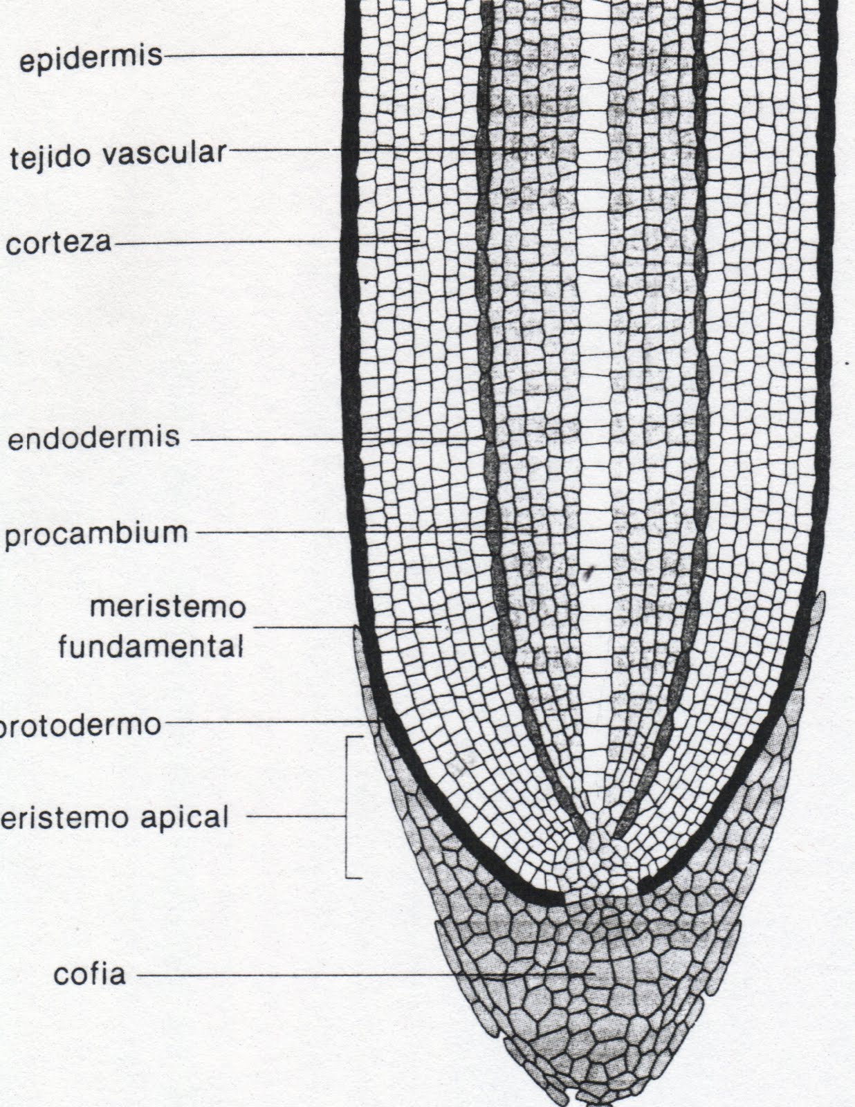 CPO_B2_403_E1_P1: Proyecto __RAIZ__