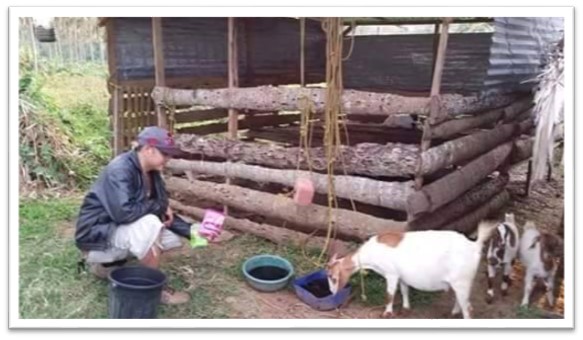 GRAND HUMIVET: The Best Health Routine Supplement (King HumiVet Repackaged)