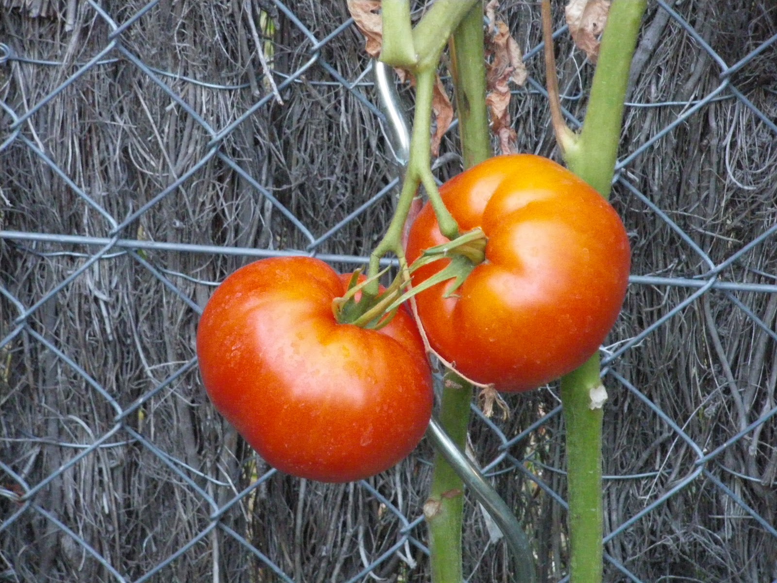 Huerto: Tomates 2012