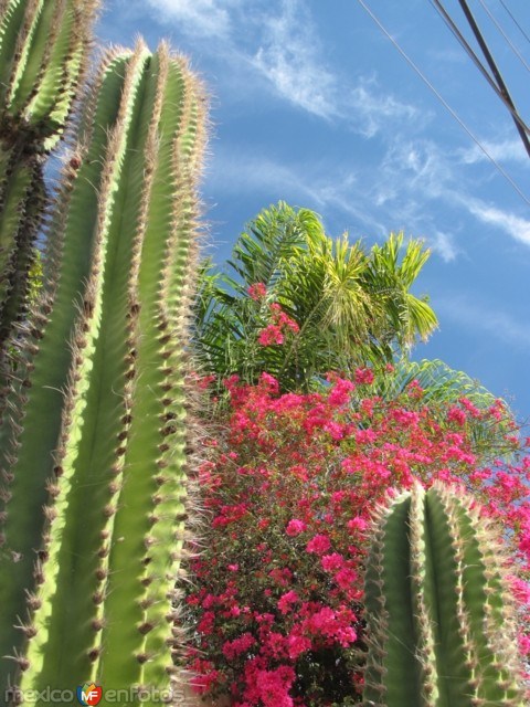 SINALOA: *estado de sinaloa*