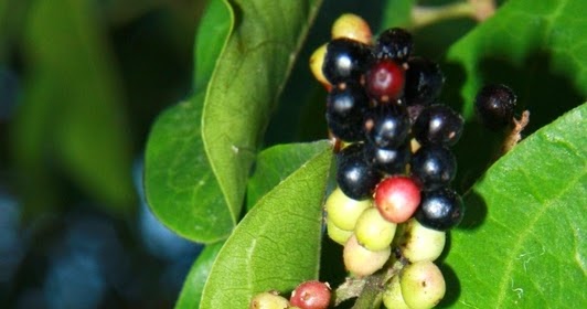 Inyam ~ Philippine Fruits and Nuts