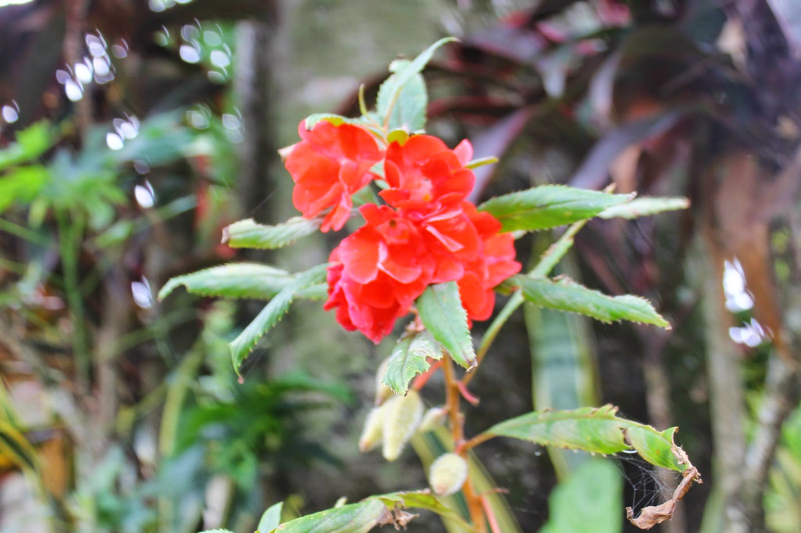 Botanically Abundant Pisay Bicol