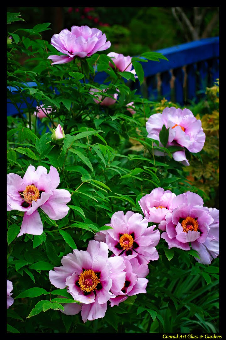 Conrad Art Glass & Gardens: Anticipating spring... looking back at ...