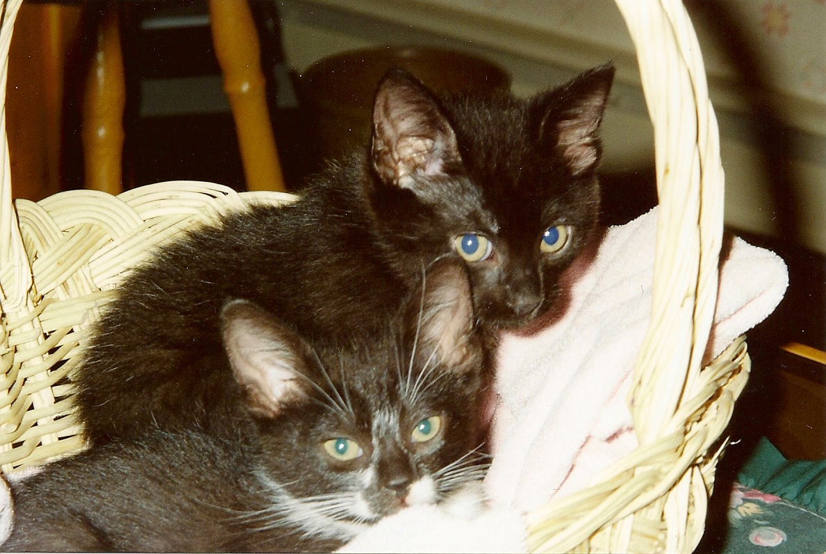 Bill and Lorraine McNeilly's 50th Anniversary: Family Pets