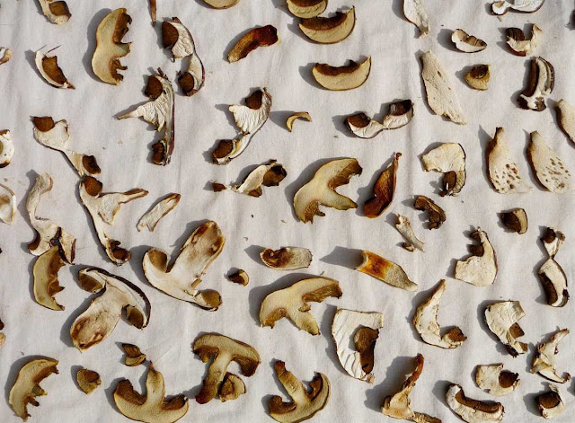 r o b i n 's y a r d: Boletus (I)