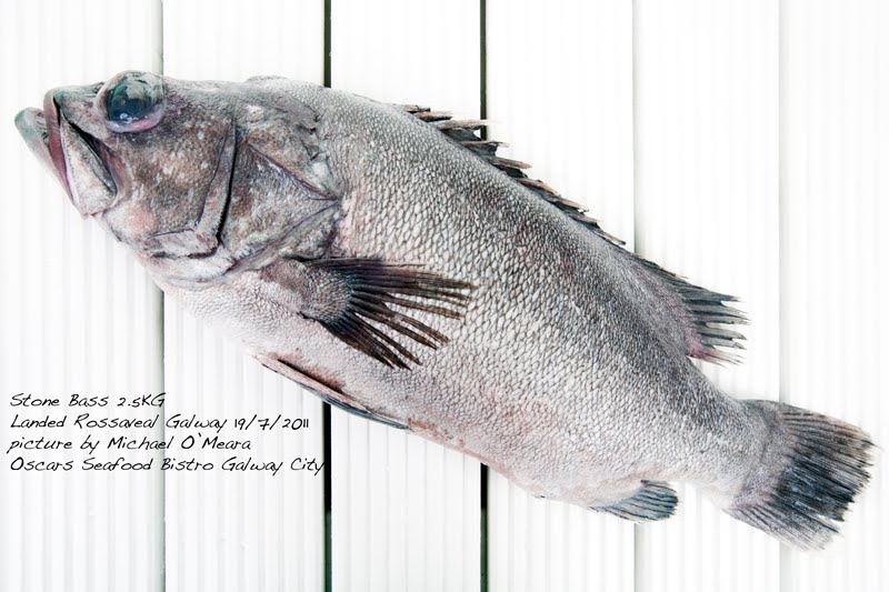 Oscars Seafood Bistro Galway City: Stone Bass