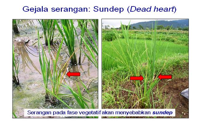SAUNG SUMBERJAMBE: PENGGEREK BATANG PADI DAN PENGENDALIANNYA