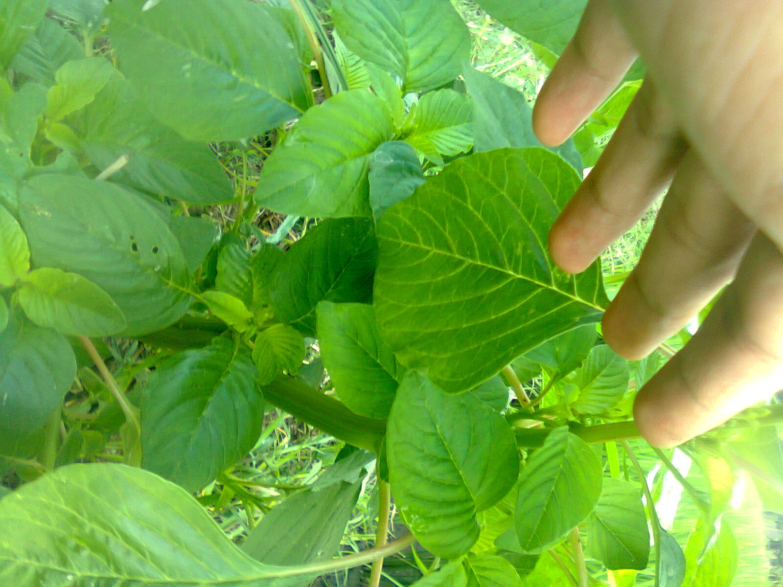 Jenis Pupuk Agar Bayam Menjadi Subur Berdaun Hijau Cerah - Guru Ilmuan