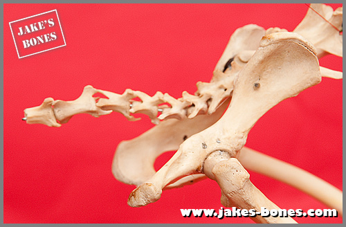 My finished rearticulated fox skeleton ! : Jake's Bones