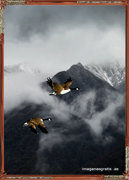 Gif animados andy: Gif animado de un paisaje con patos volando