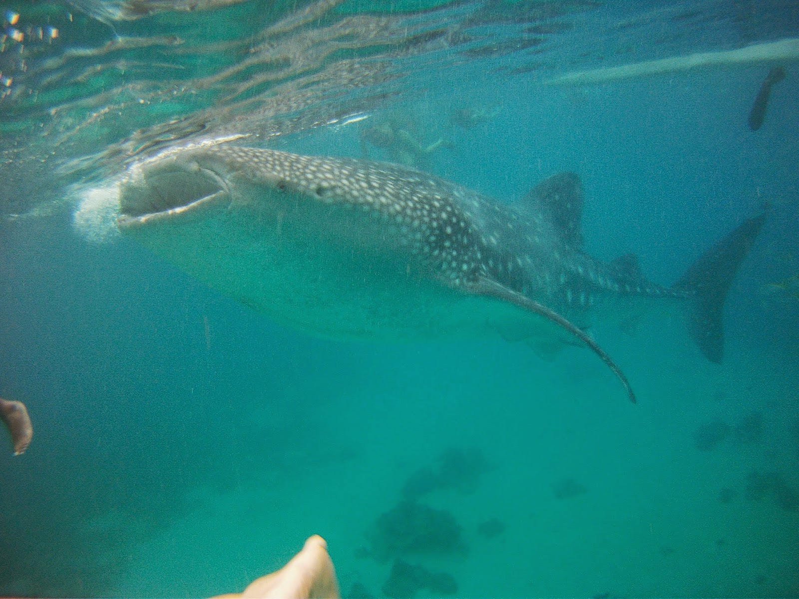 Swimming with the Whale Sharks at Oslob, Cebu [DIY Trip] | Eats Delicious!