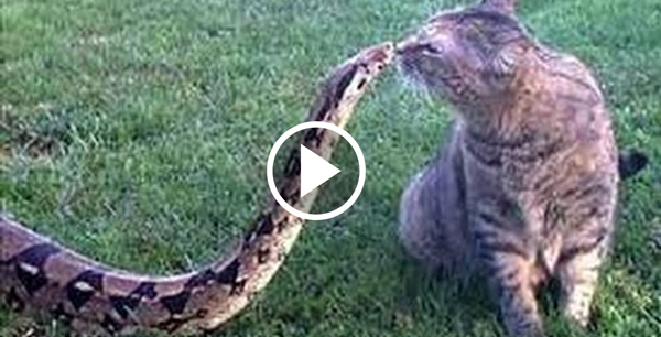 Cats Vs Snakes Fighting in Real Life. is it Amazing Animal? (Watch ...
