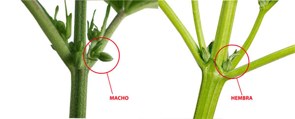 La pagina para los cultivadores de cannabis.: distinción de sexo macho ...