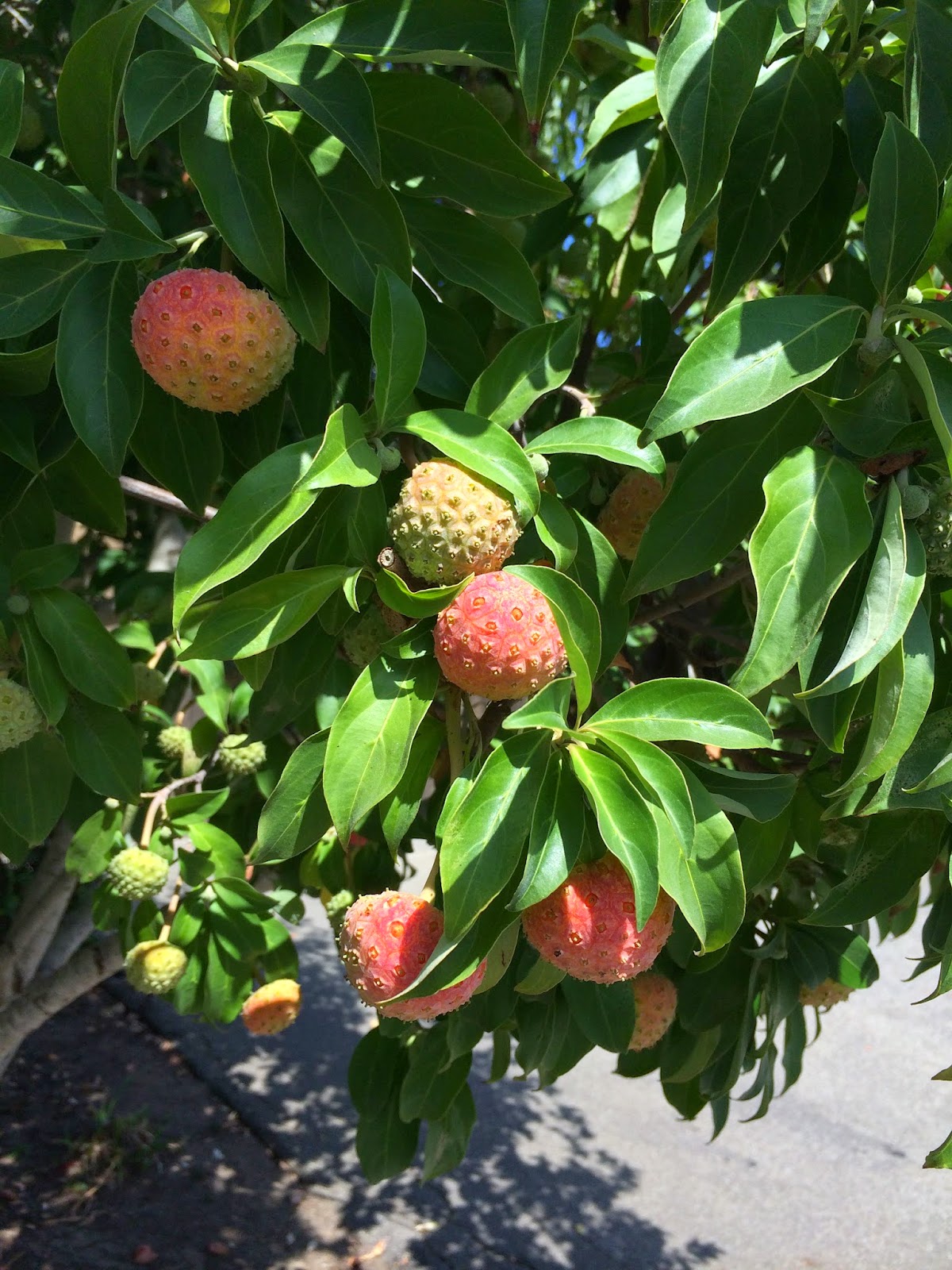 Trees of Santa Cruz County: Cornus capitata - Evergreen Dogwood