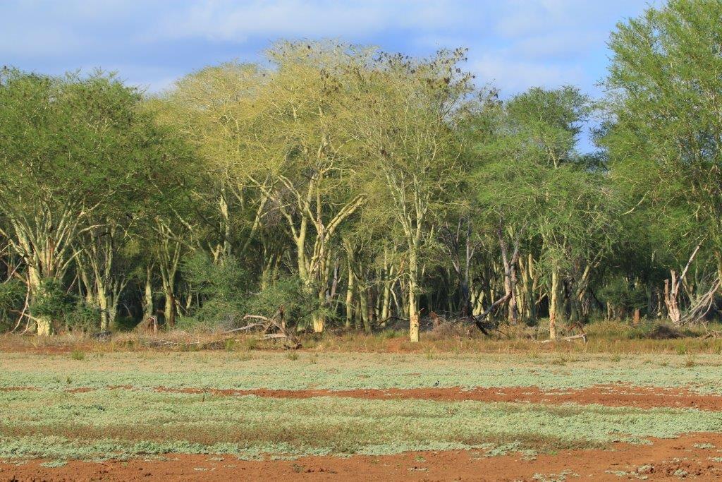Southern Africa's Ramsar Sites: Makuleke Wetlands