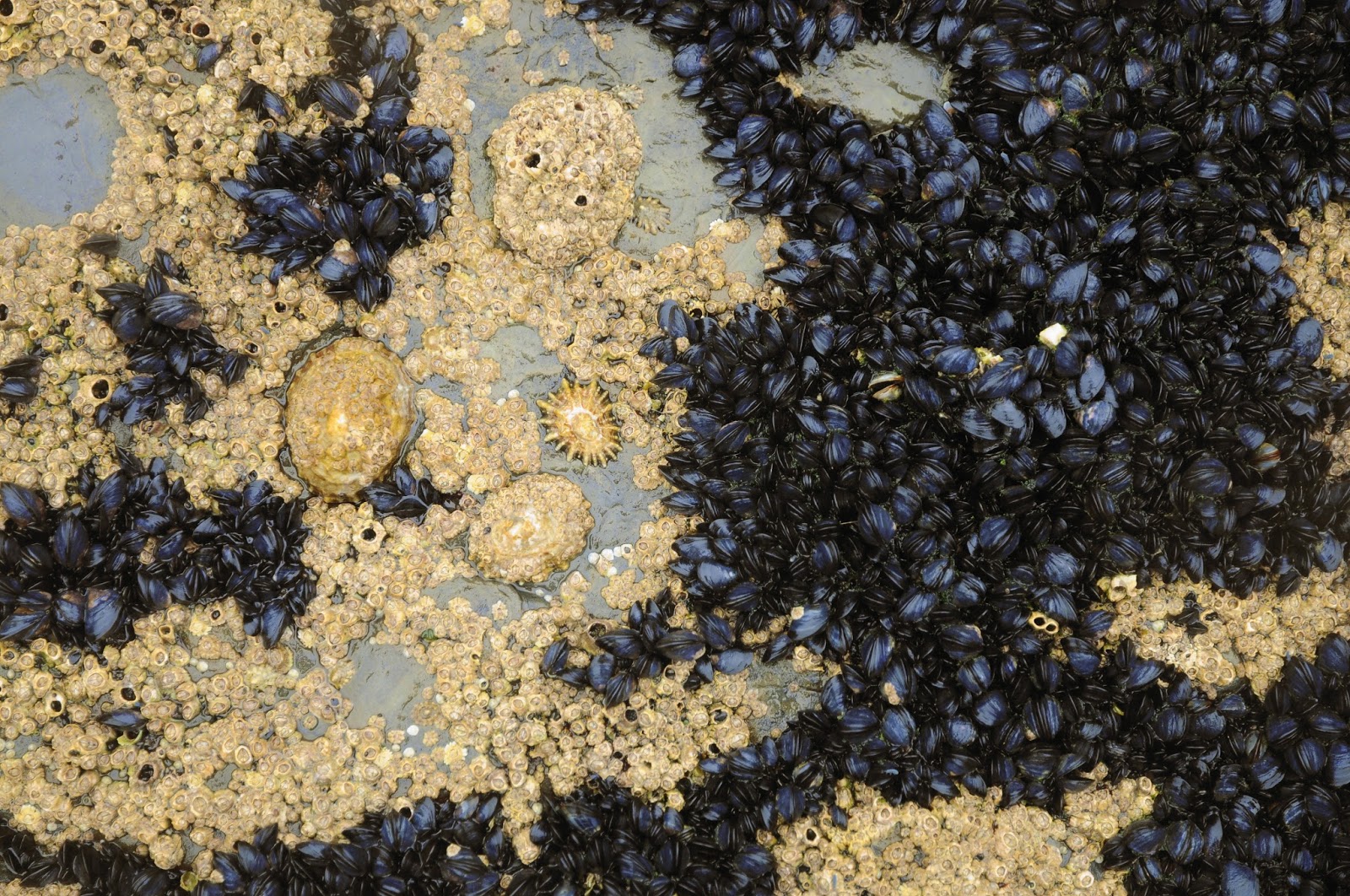 Peter Flaig Photography: A Natural Mosaic: Barnacles, Blue Mussles, and ...