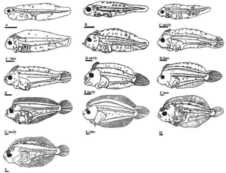 Lo Que La Ciencia Esconde: El increíble caso de los peces planos