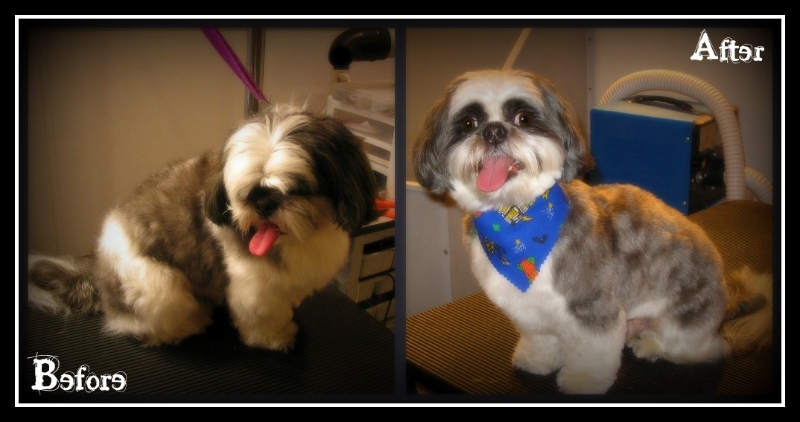 The Teacher's Pets: Introducing 'Dippity Do Dog Mobile Pet Spa' - Cause ...