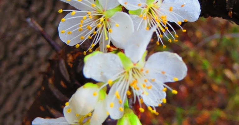Wild Edible Texas: Wild Plum Blossoms