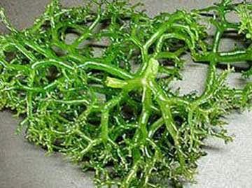 Manfaat Rumput Laut | August Reinaldo