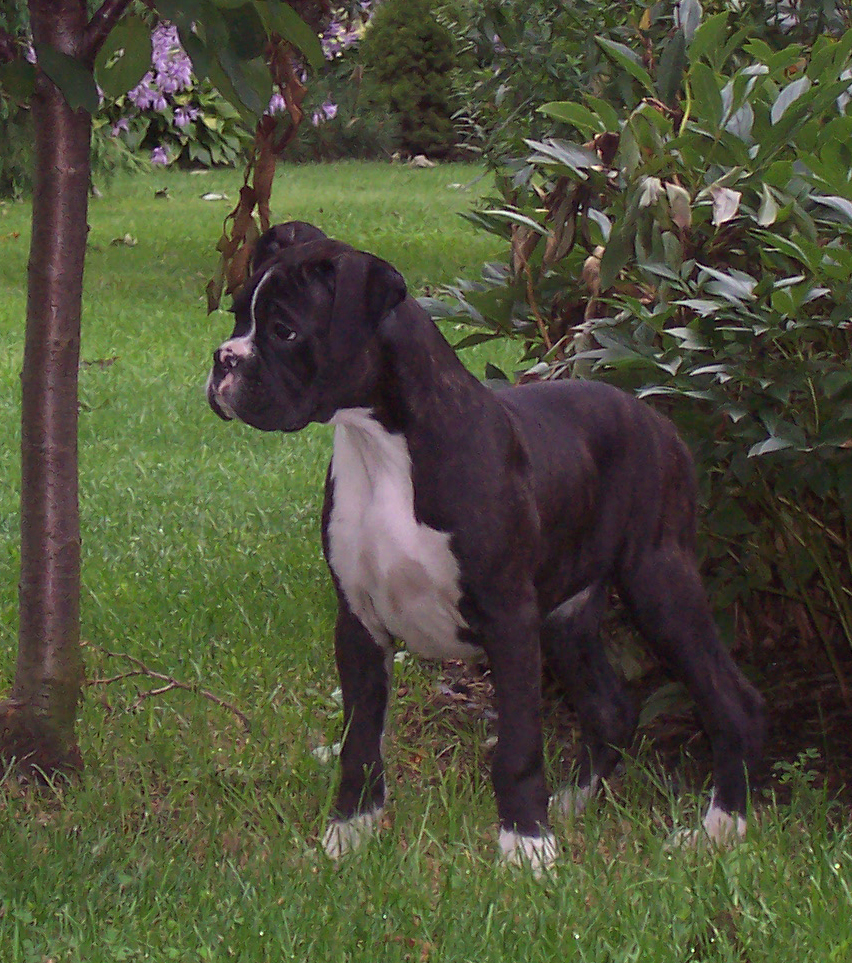 Our Dogs: Our Boxer Dogs