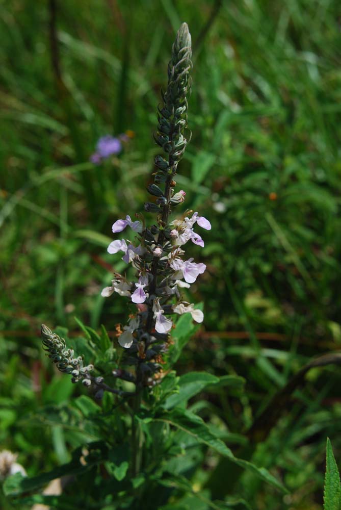 Space Coast Wildflowers: Tosohatchee WMA, June 3, 2012