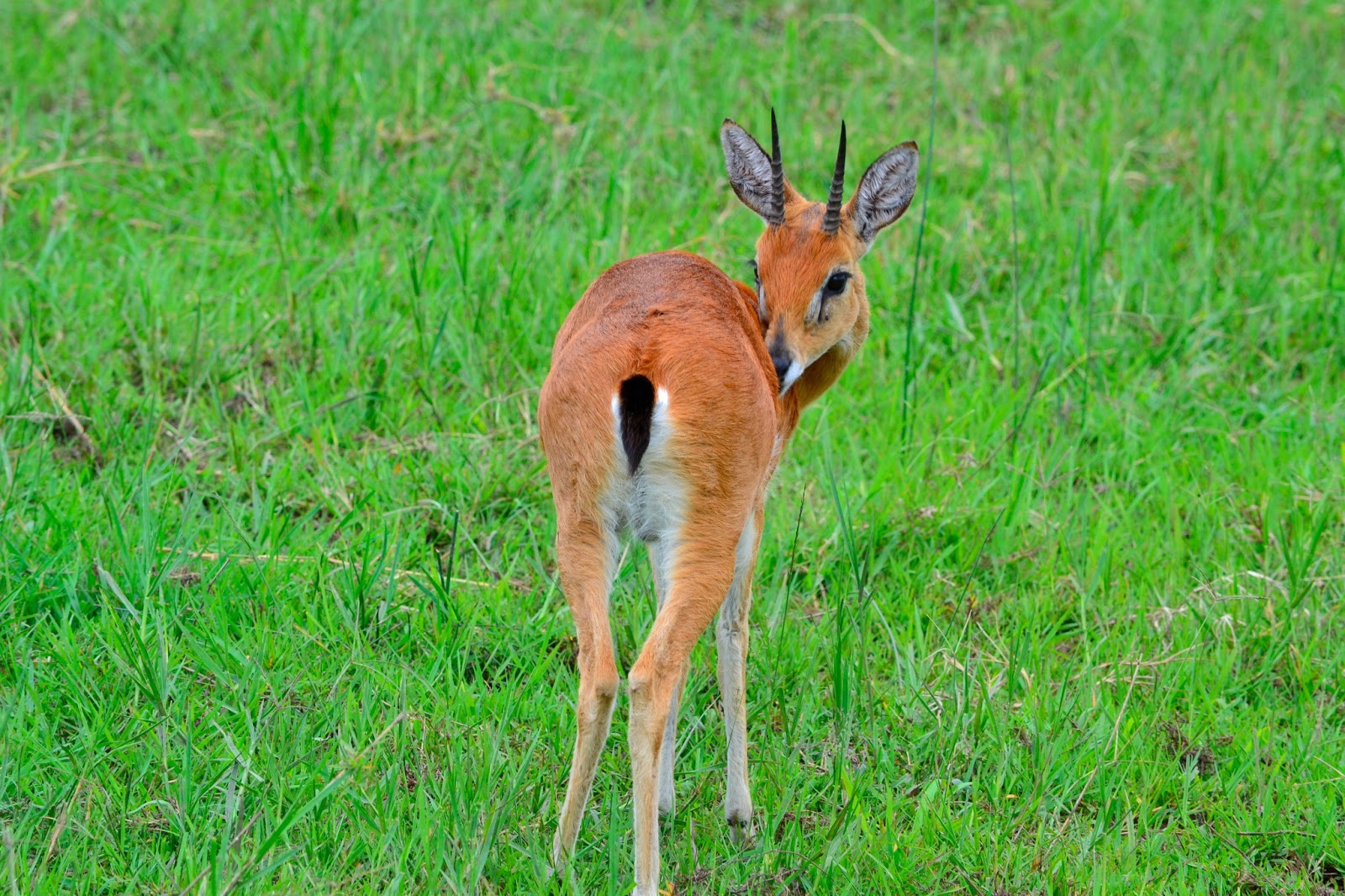 Haiti -> Rwanda: Crossing The Bucket List