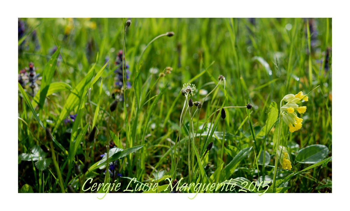 jardin de marguerite: Des fleurs simples...