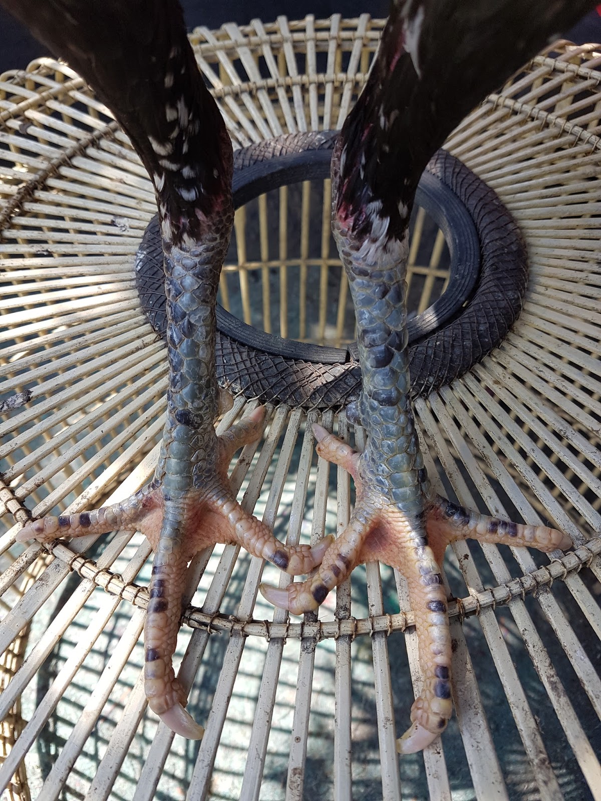 Kandang Mutiara Farm: KMF 431 khoyngon SOLD to Jakarta