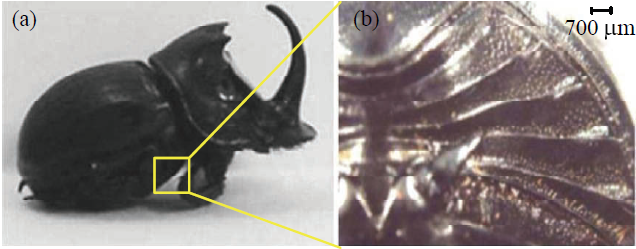 A Beetle Life: Beetle Bioinspiration