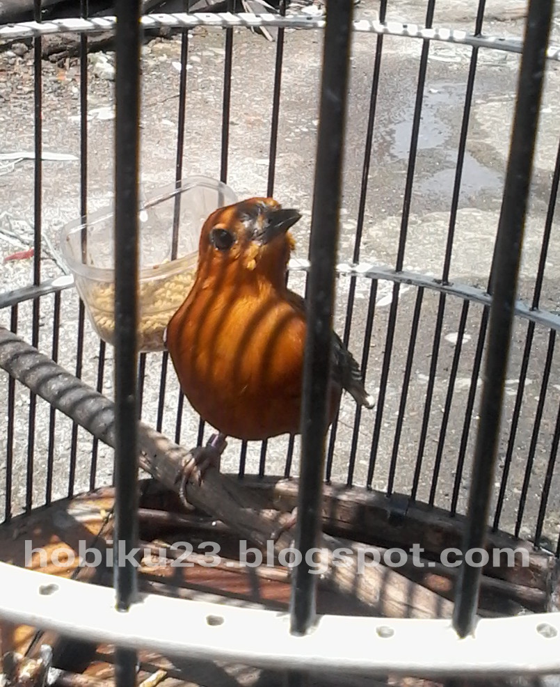 Mengenal Karakteristik Burung Anis Merah - Hobiku23