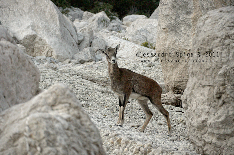 Su Gorropu - da Urzulei a Dorgali - Prima Parte