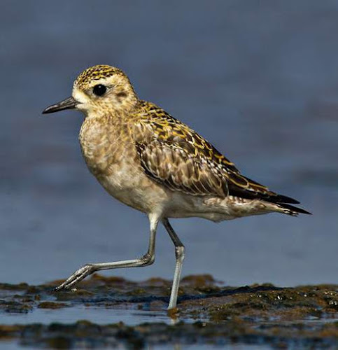 Pacific golden-plover photos | Birds of India | Bird World