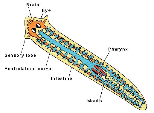 Platyhelminthes: PHYLUM PLATYHELMINTHES (FLATWORMS)